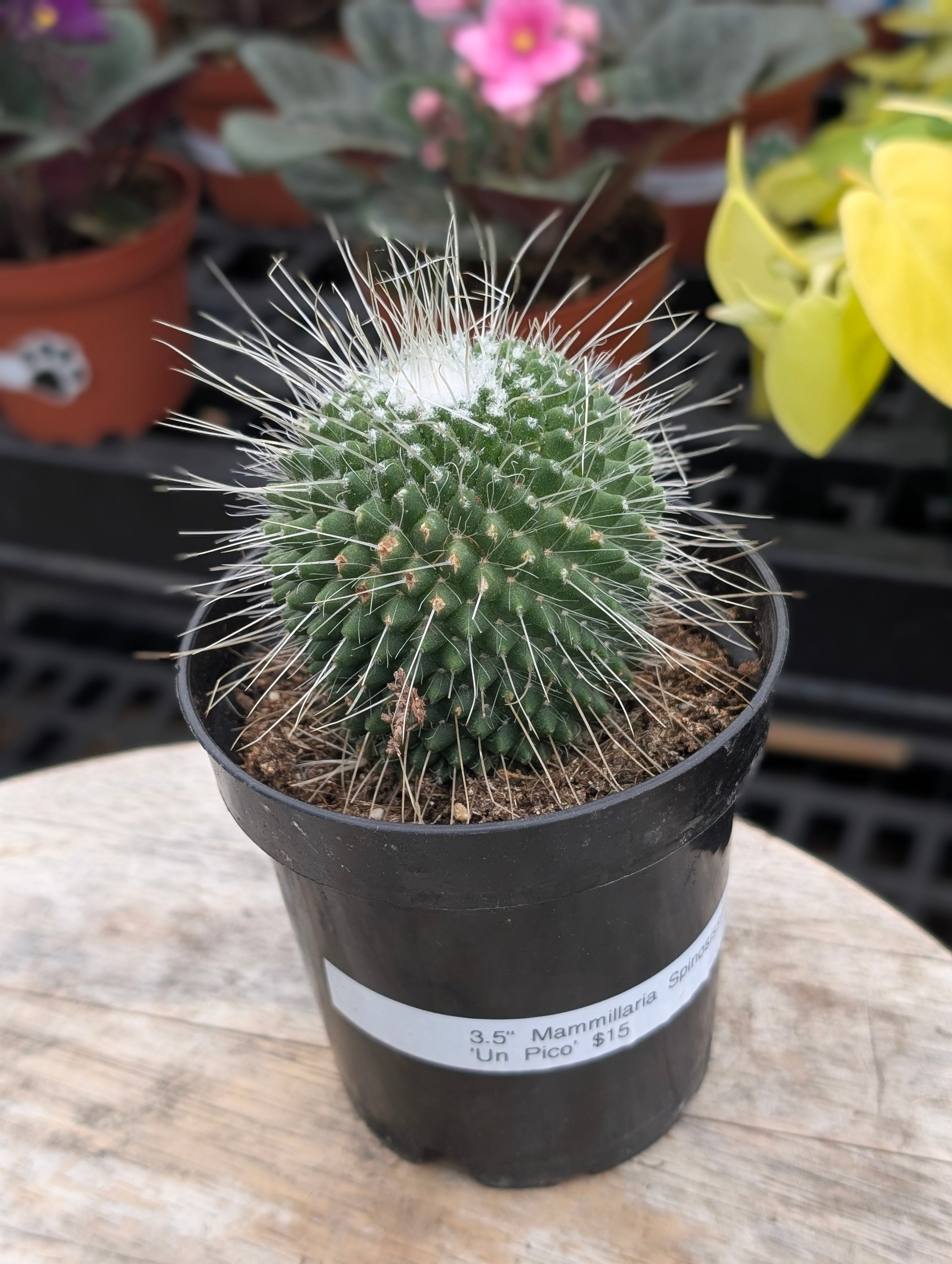 3.5" Mammillaria Spinosissima 'Un Pico' | Forever Green Plant Shop